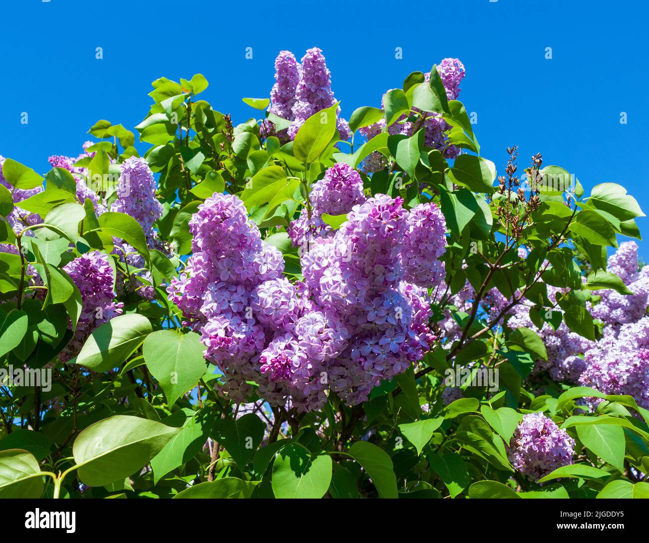 Lilac, Syringa vulgaris, Oleaceae. Purple lilac bush Stock Photo - Alamy