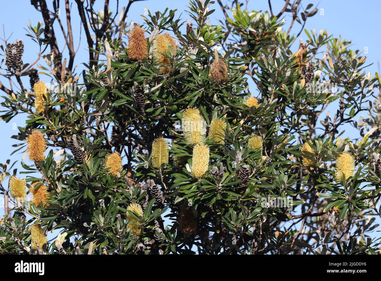 Australian Coast Banksia tree in flower Stock Photo - Alamy