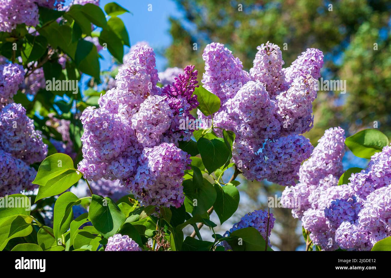Lilac, Syringa vulgaris, Oleaceae. Purple lilac bush Stock Photo - Alamy
