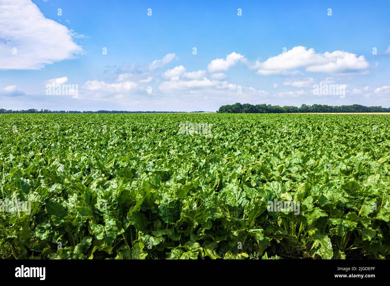 green field of sugar beet with blue sky background Stock Photo - Alamy