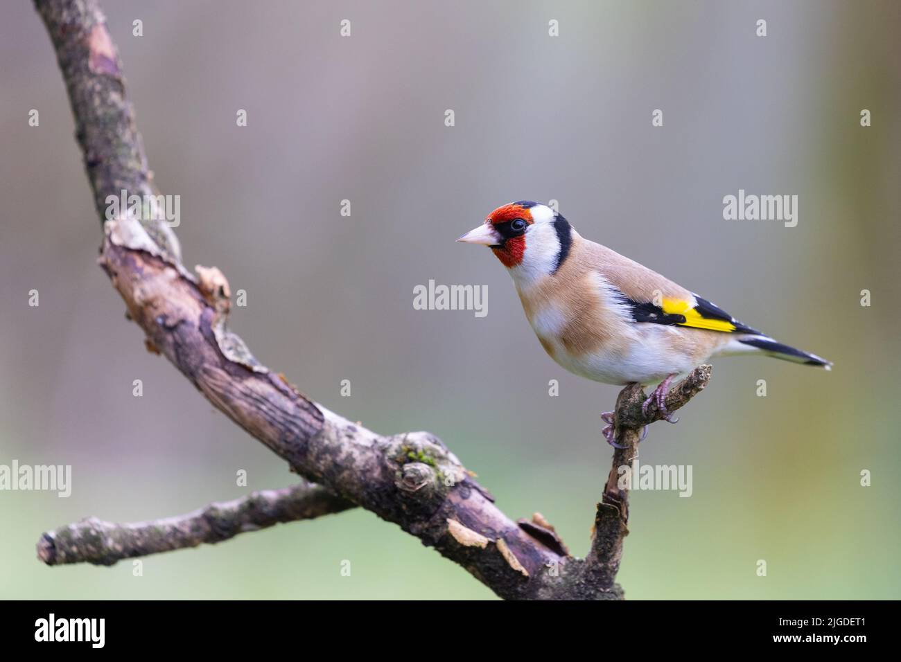 Goldfinch [ Carduelis carduelis ] on old dead twig Stock Photo - Alamy