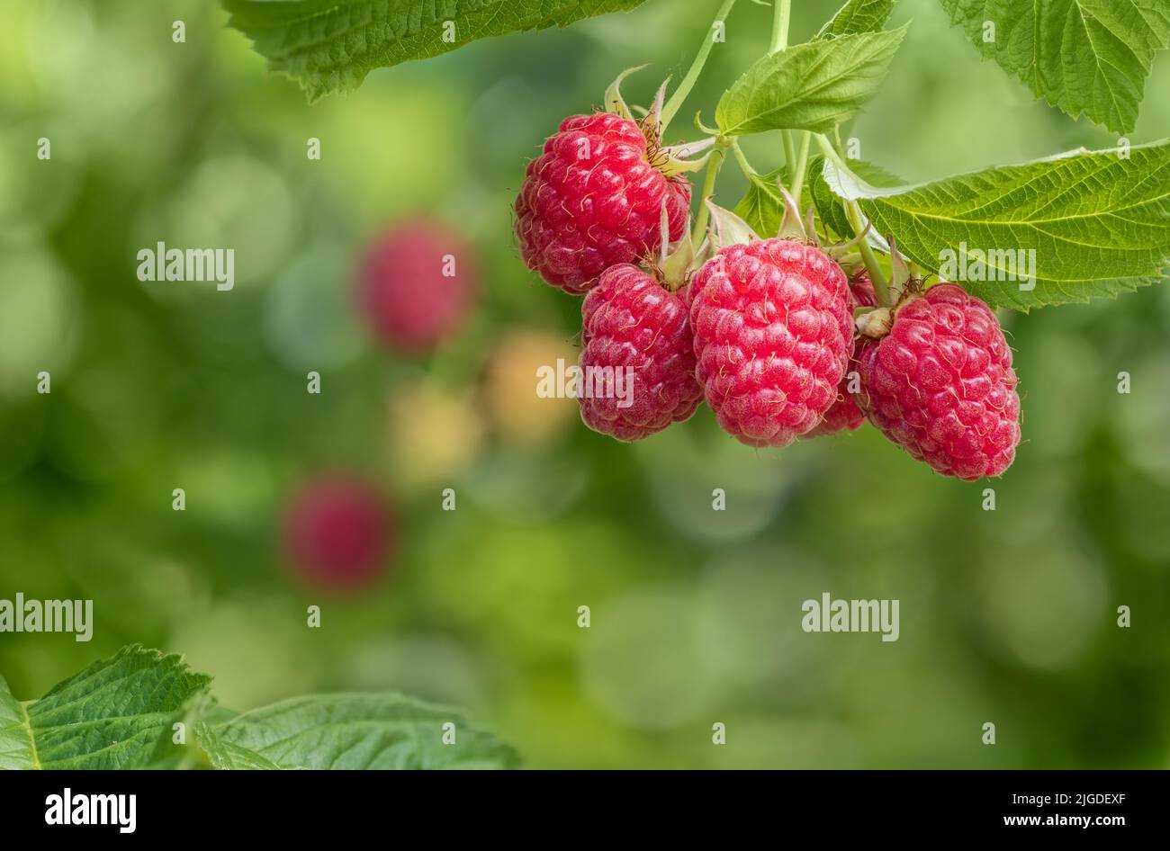 Raspberries on branch in garden hi-res stock photography and images - Alamy