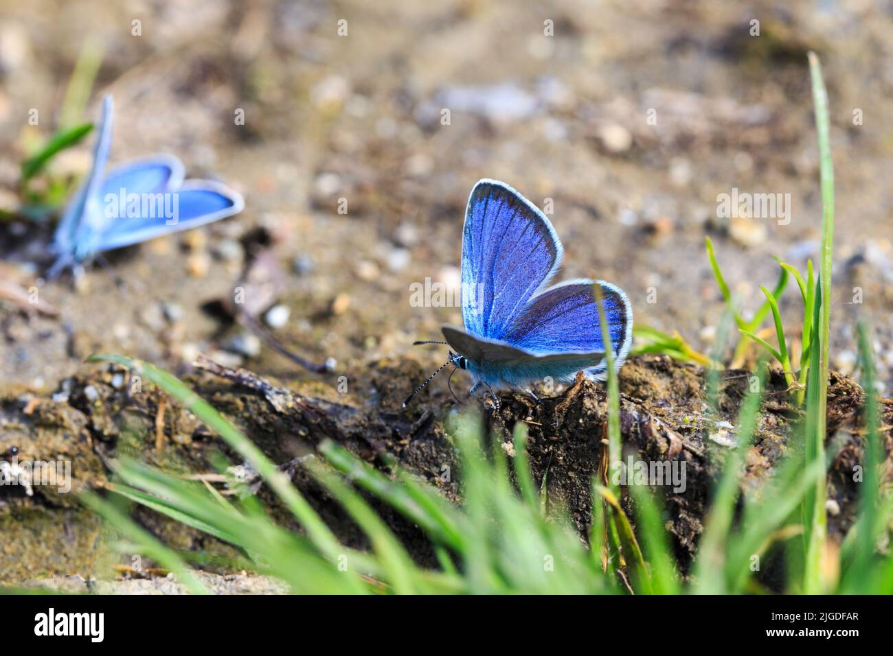 Blue Morpho, Morpho butterfly. Morpho anaxibia. tropic blue butterfly ...