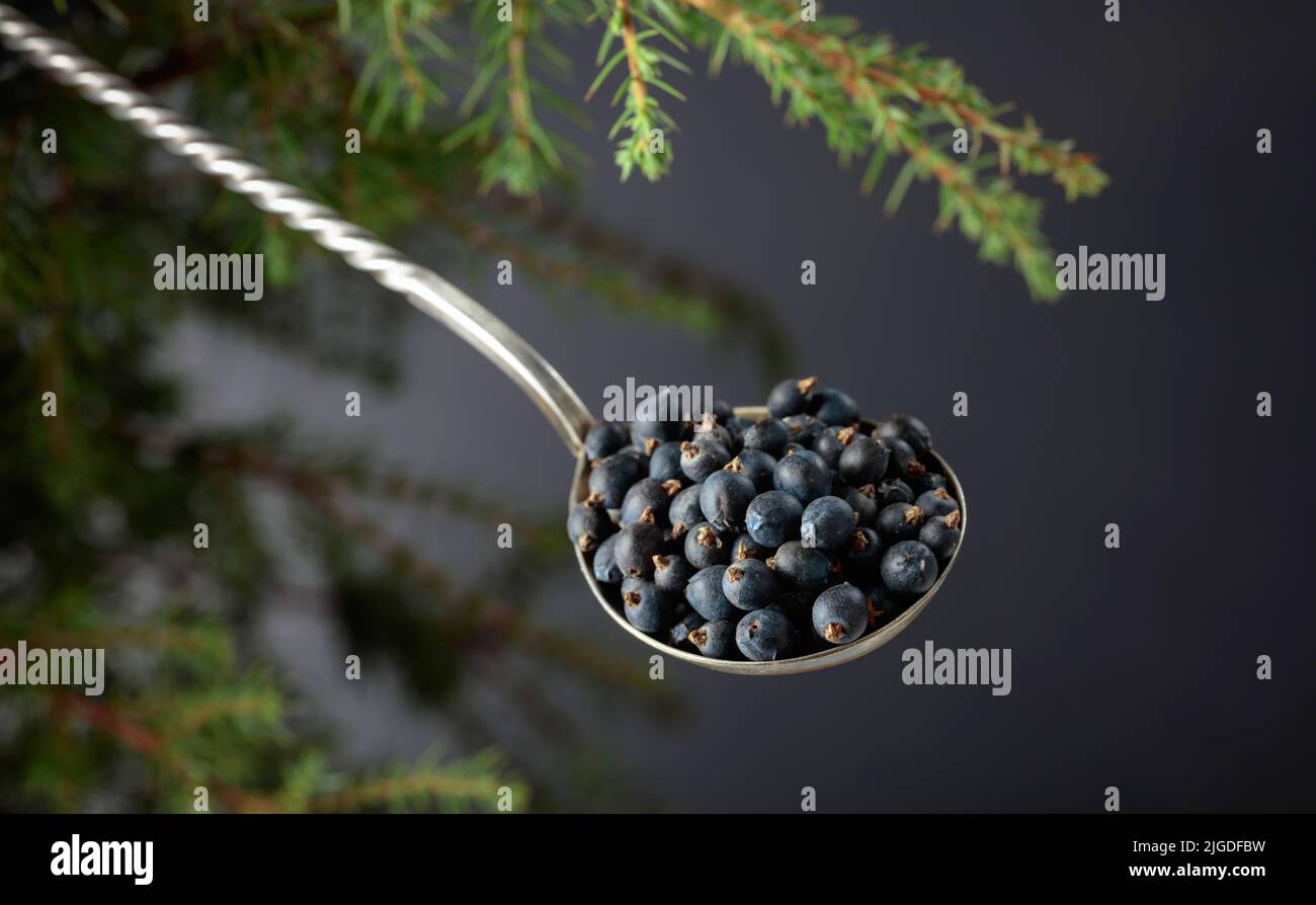 Old spoon with seeds of juniper on a dark background. Juniper seeds are ...