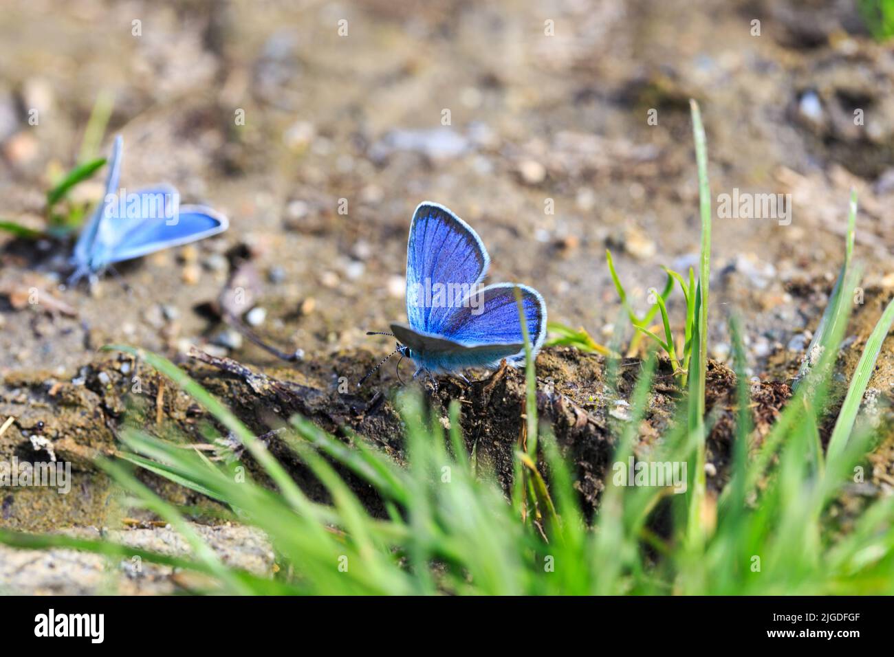 Blue Morpho, Morpho butterfly. Morpho anaxibia. tropic blue butterfly, exotic shiny blue ...