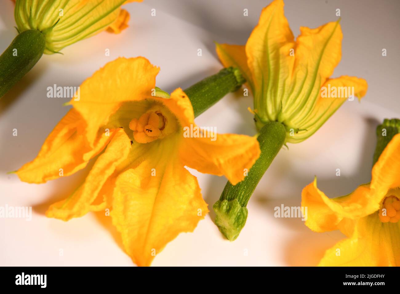 Zucchini flowers on a white background Stock Photo - Alamy