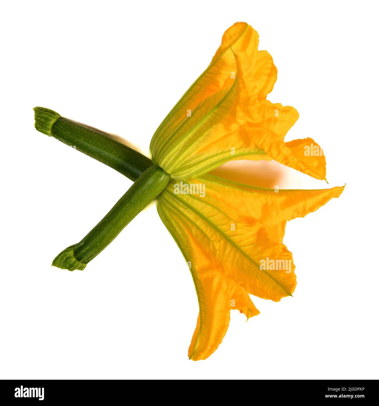 Zucchini courgette growing Cut Out Stock Images & Pictures - Alamy