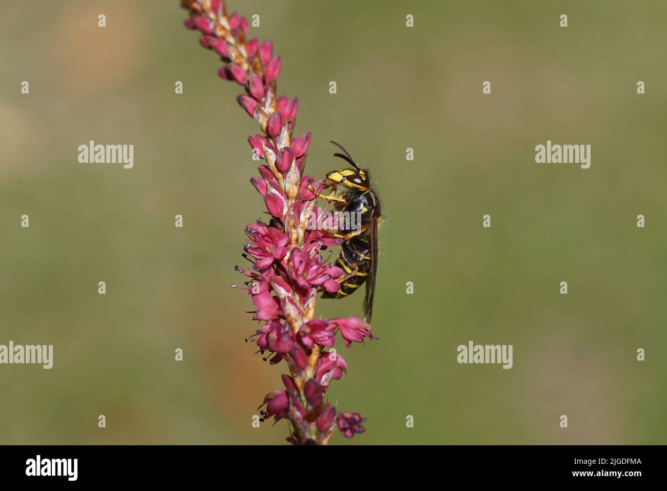 Median wasp (Dolichovespula media) of the family Vespidae). On flowers ...