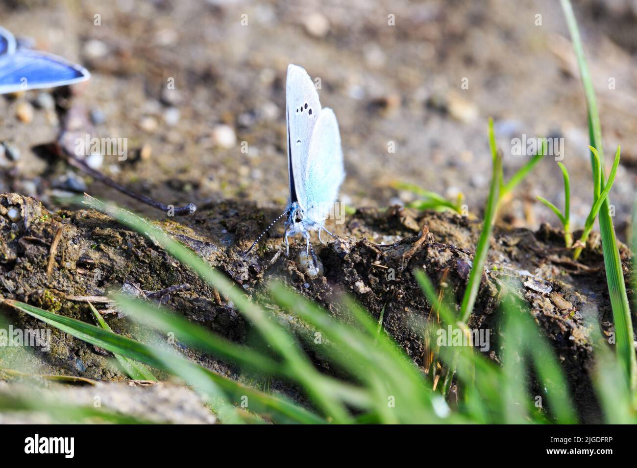 Blue Morpho, Morpho butterfly. Morpho anaxibia. tropic blue butterfly ...