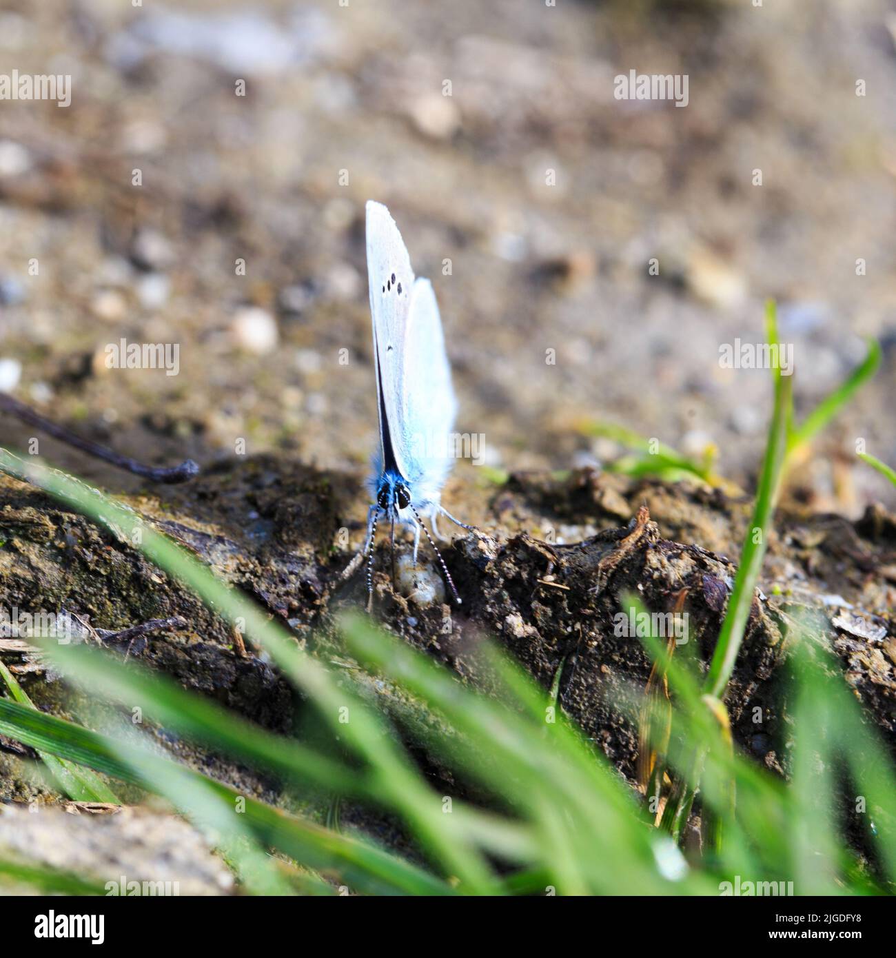 Blue Morpho, Morpho butterfly. Morpho anaxibia. tropic blue butterfly ...