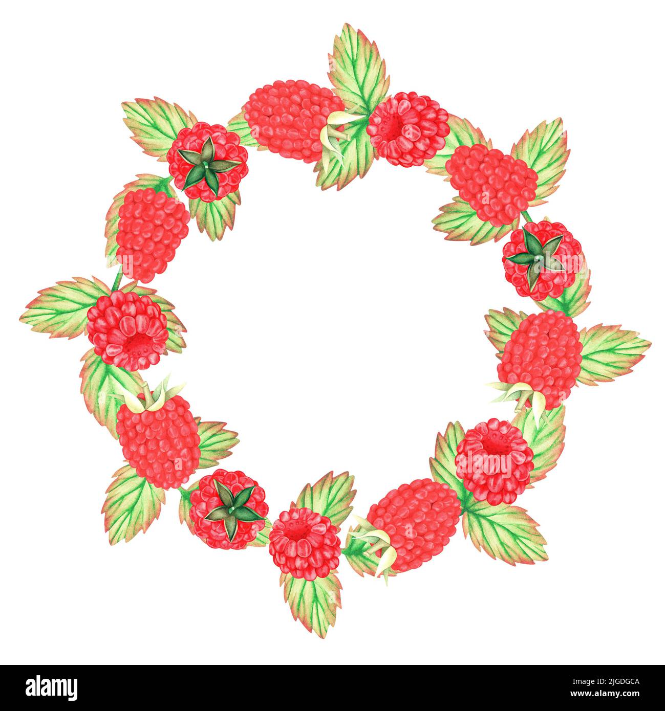 Raspberry wreath. Watercolor illustration. Isolated on a white ...