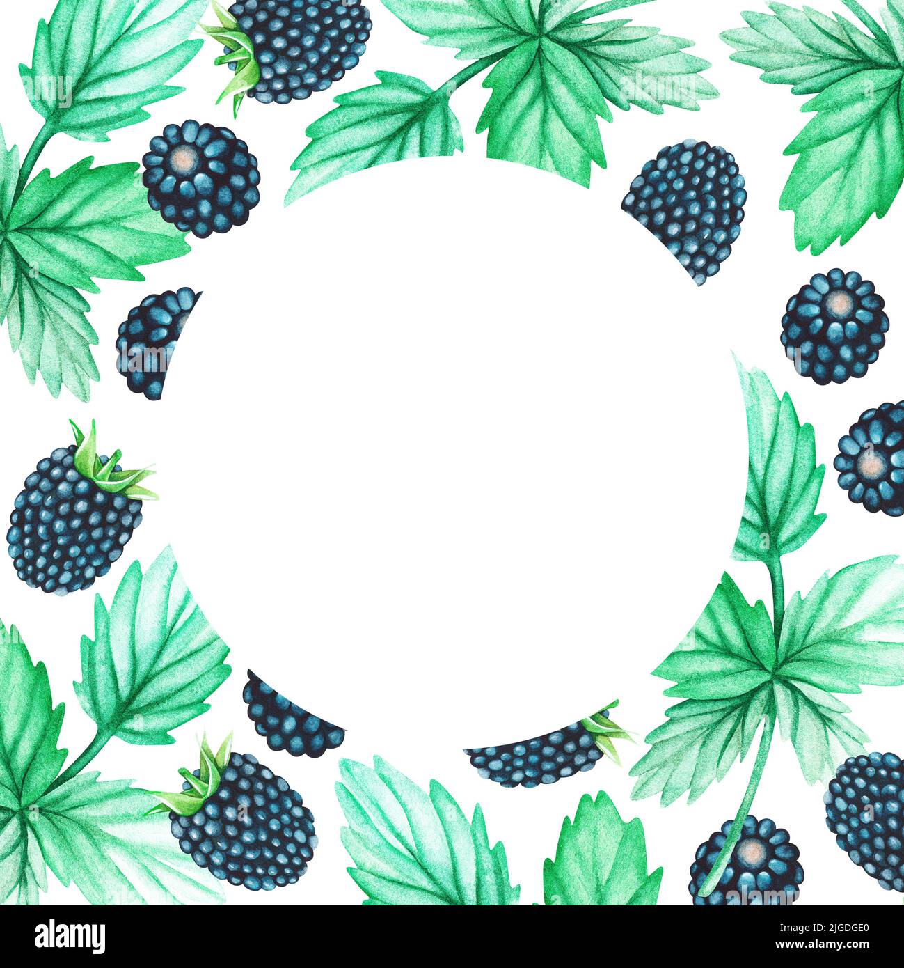 Botanical blackberry illustration hi-res stock photography and images ...