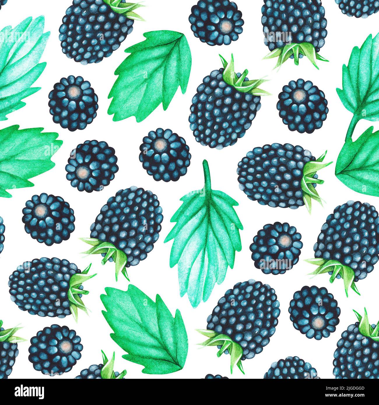 Blackberry seamless pattern. Watercolor illustration. Isolated on a ...