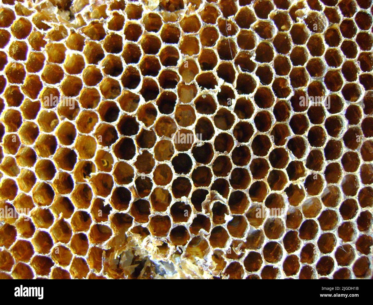 Indian Yellow Paper Wasp (Polistes olivaceus) nests have open combs ...