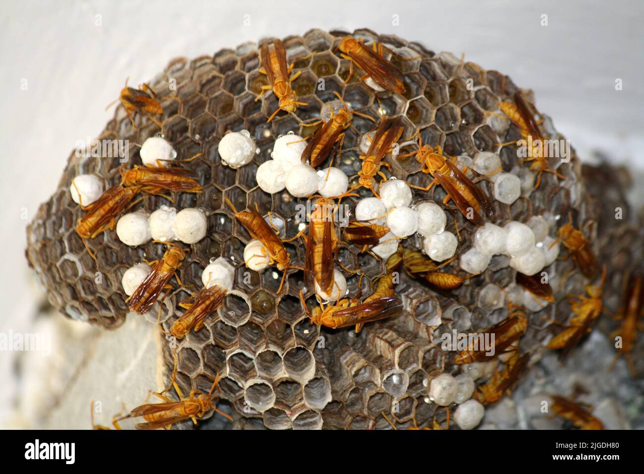 Indian Yellow Paper Wasps (Polistes olivaceus) on their nest which has ...