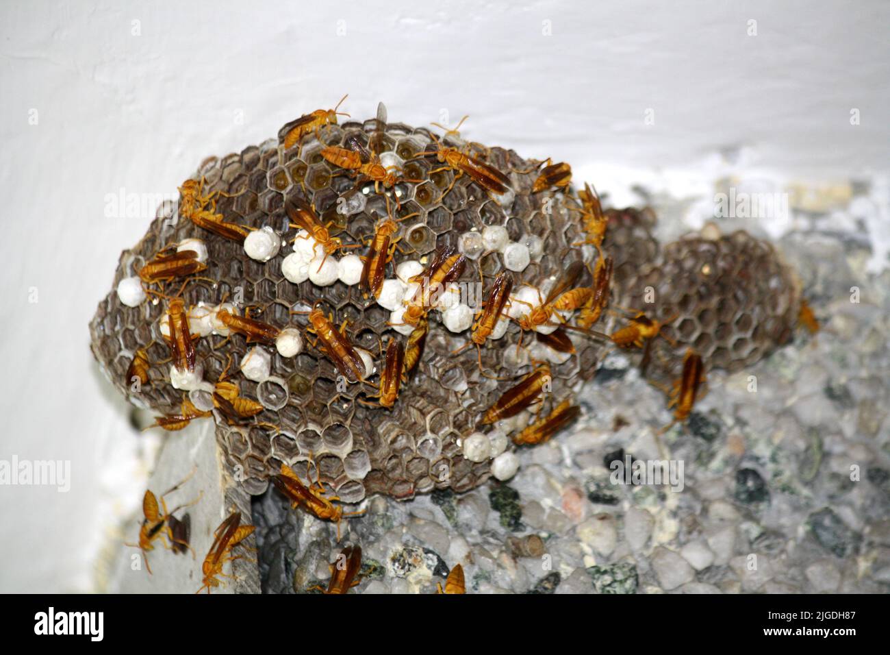 Indian Yellow Paper Wasps (Polistes olivaceus) on their nest which has ...