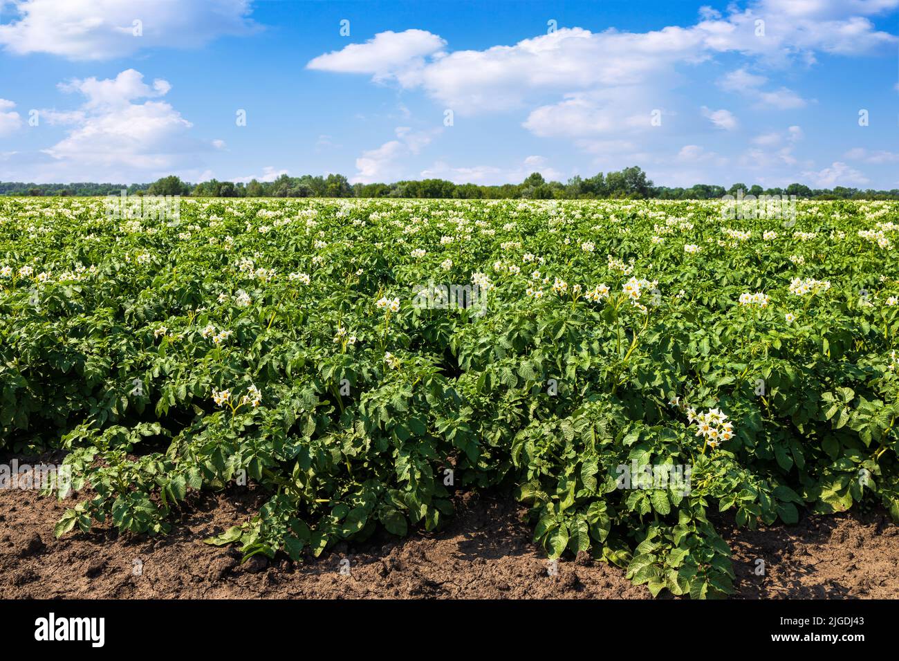 Potato field flower hi-res stock photography and images - Alamy