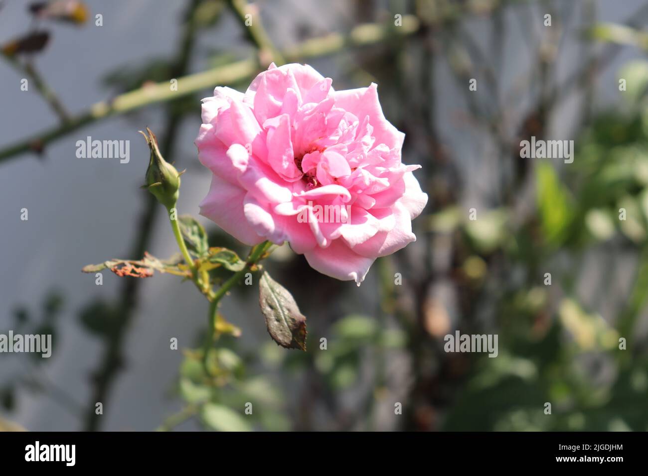 Rose bengal hi-res stock photography and images - Alamy