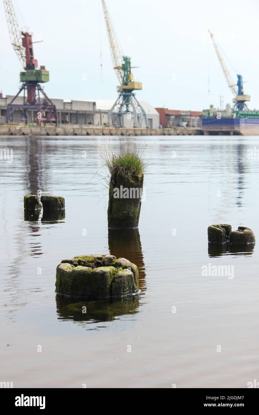 Eroded pier piles stand outside the water. Cargo cranes stand in the ...