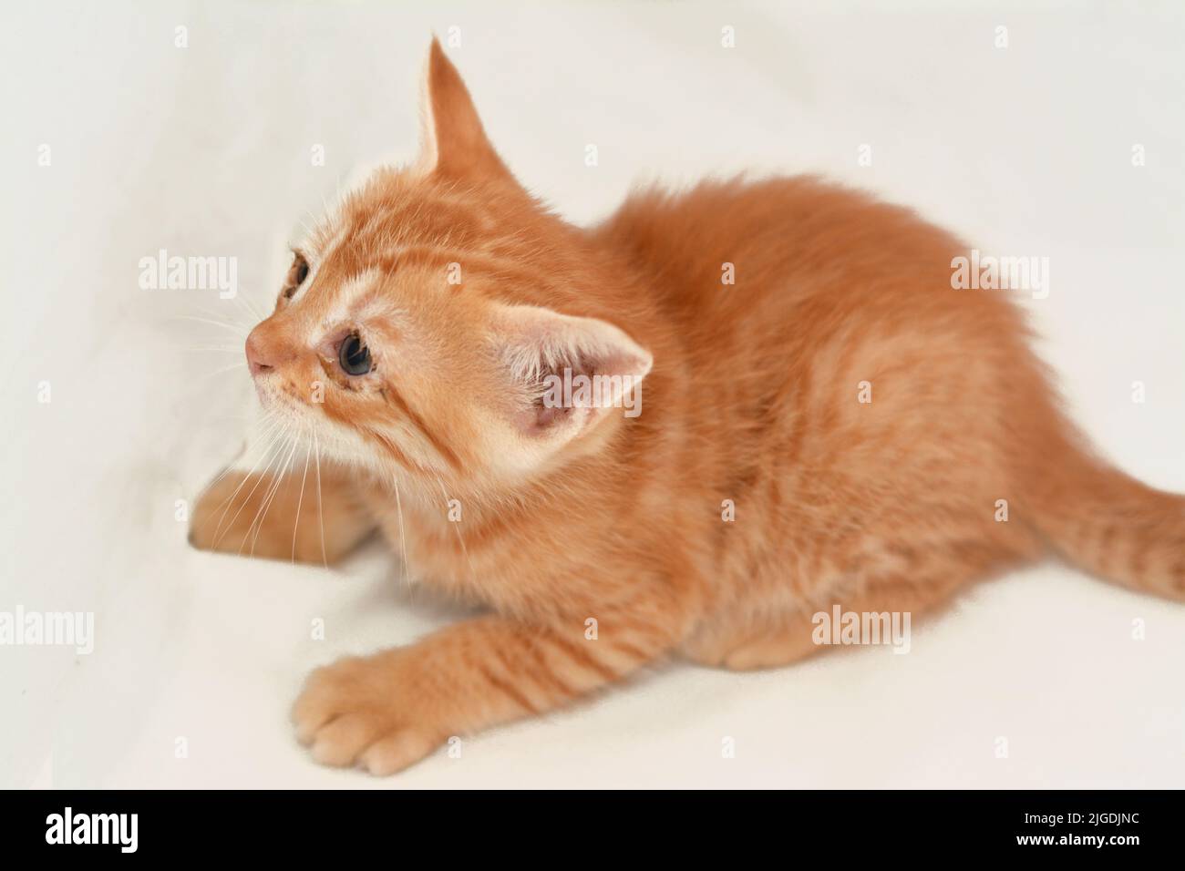 A portrait of a newborn little adorable kitten isolated on white ...