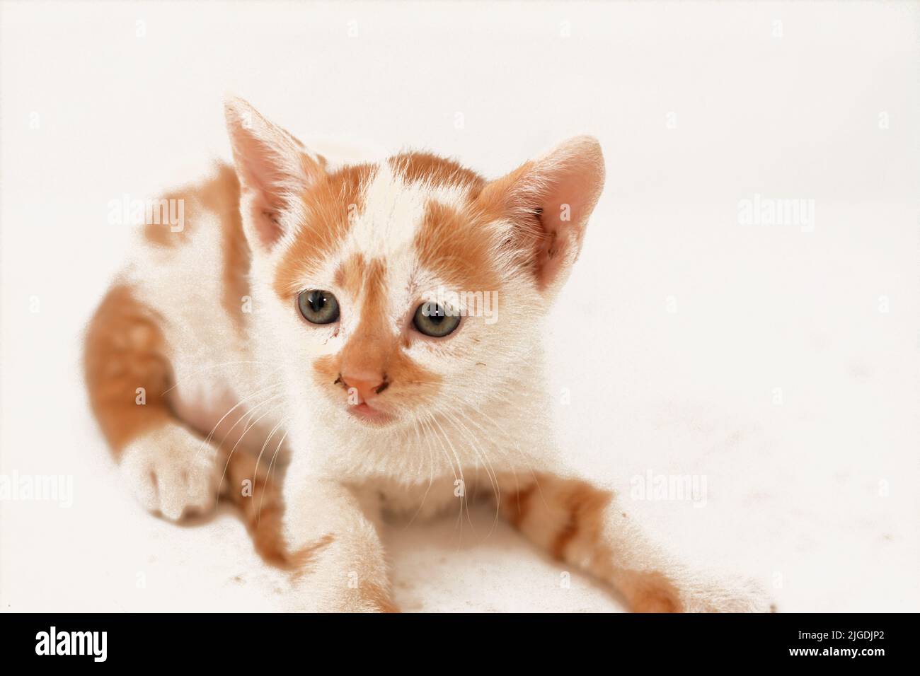 A portrait of a newborn little adorable kitten isolated on white ...
