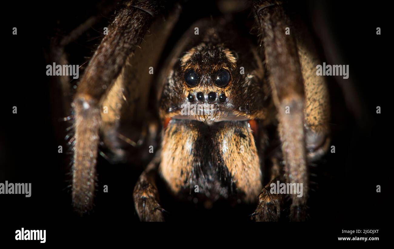Tarantula wolf spider hi-res stock photography and images - Alamy
