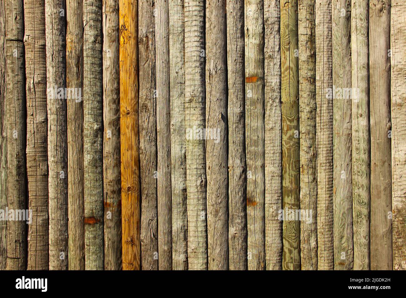 Wall built of different color logs. Old log texture. Vertical wooden ...