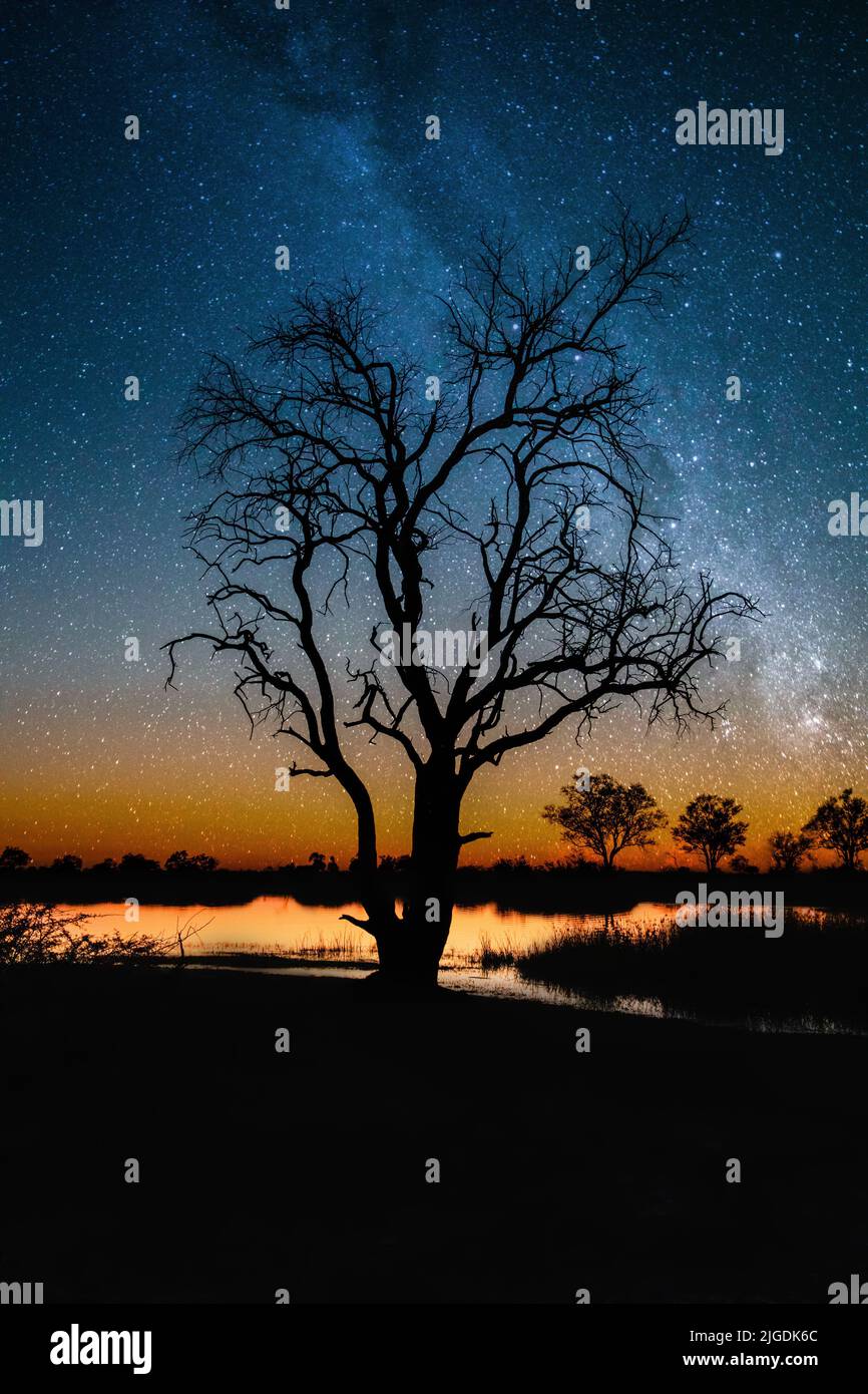 A tree silhouette against starry night sky in Botswana, Southern Africa ...