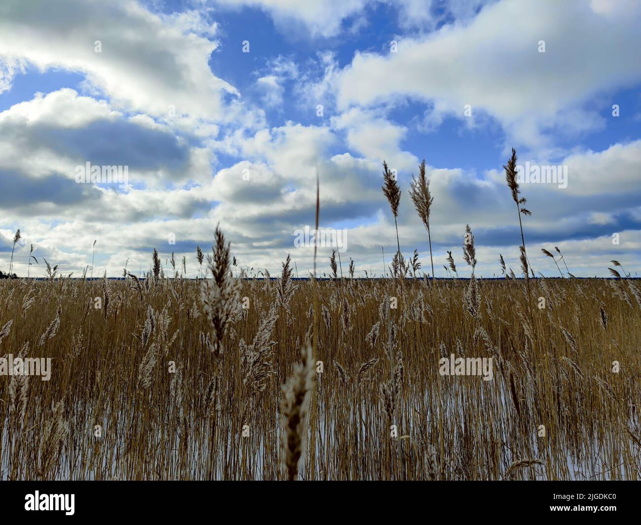 Frozen lake covered with snow and reed plantation. Tall dense grass ...