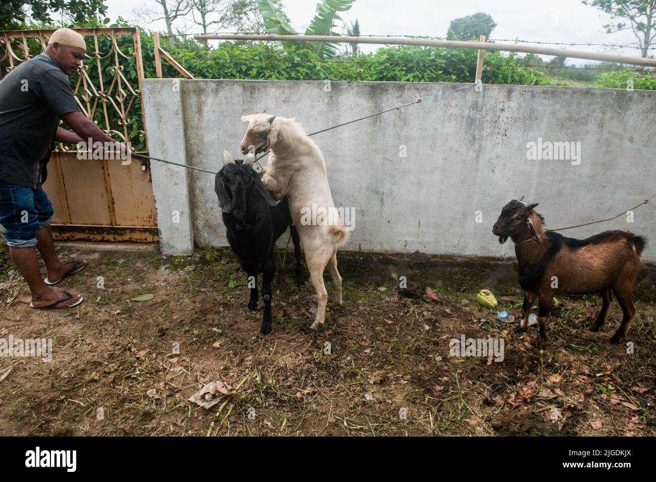 Muslims seen while on process of slaughtering cows and goats on Eid Al ...