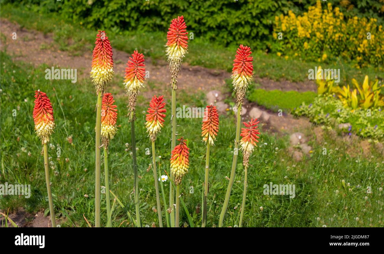 A striking bright red stump plant, the Latin name Kniphofia uvaria ...