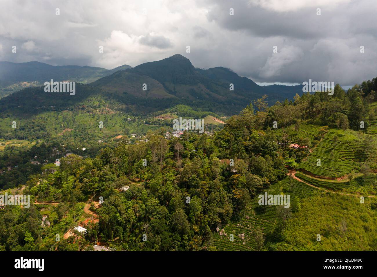 Tea plantations in Sri Lanka. Mountain landscape with tea estate Stock ...