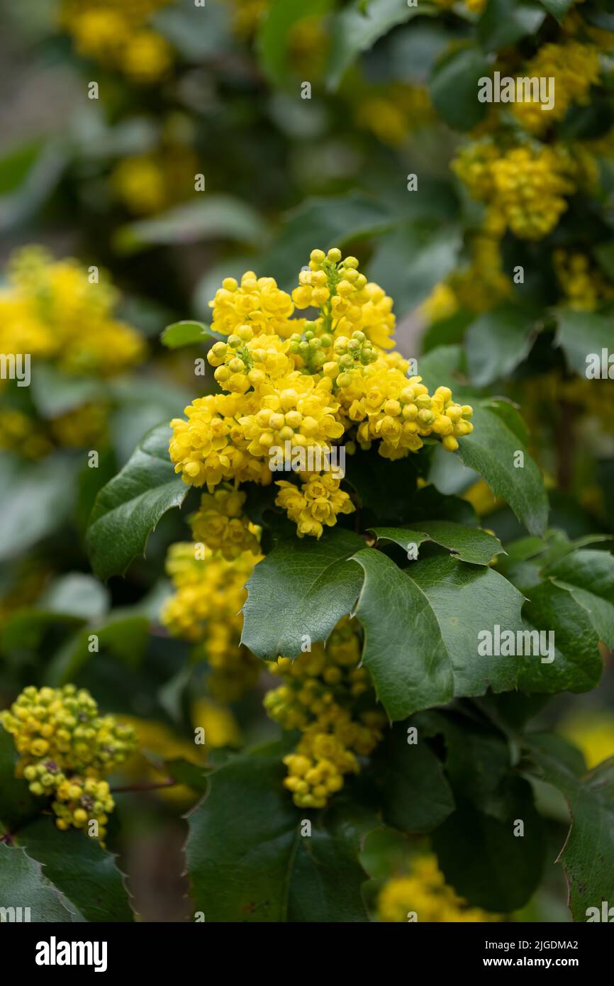 Berberidaceae