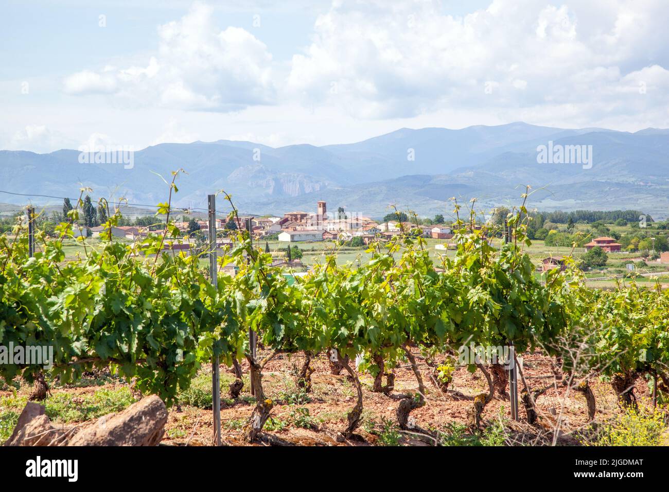 View through La Rioja vineyards from the Camino de Santiago, the way of ...