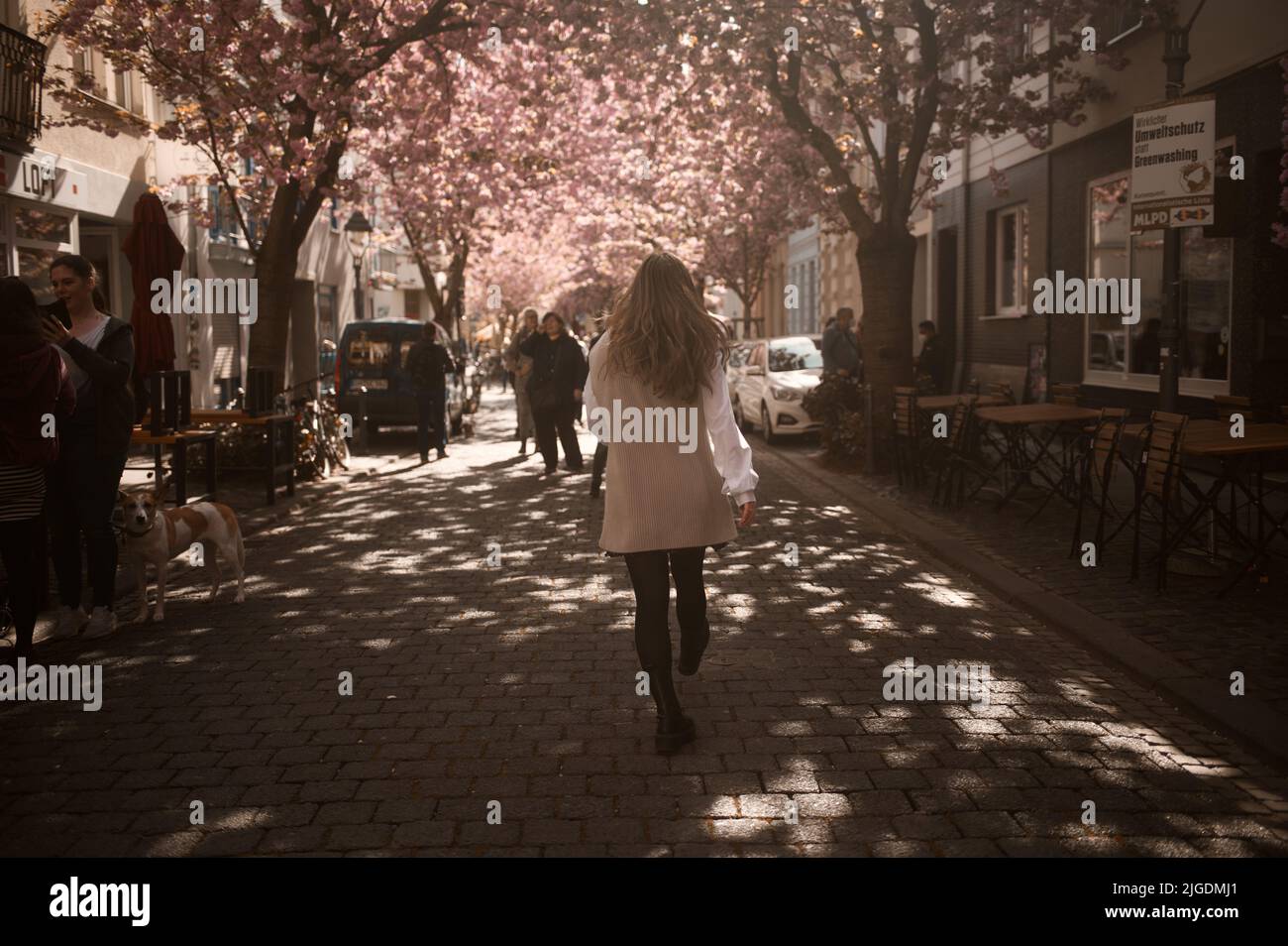 A group of people walking on the street with cherry blossoms on trees ...