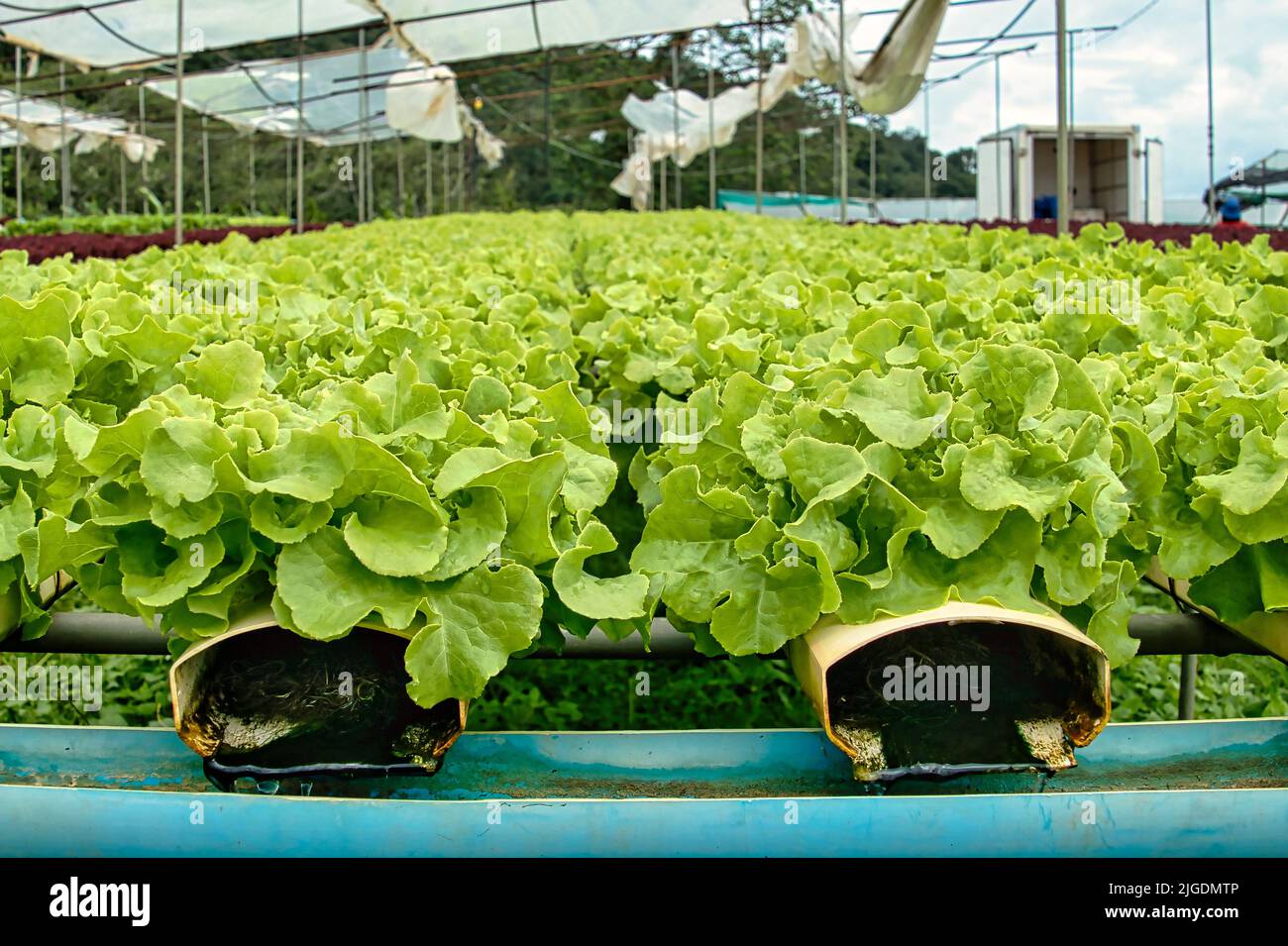 Rows of hydroponically grown green lettuce at an organic vegetable farm ...