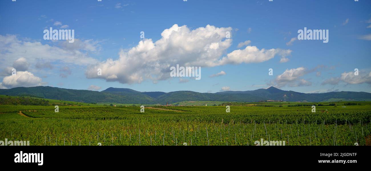 At the scenic route of vine alsatian alsace hi-res stock photography ...