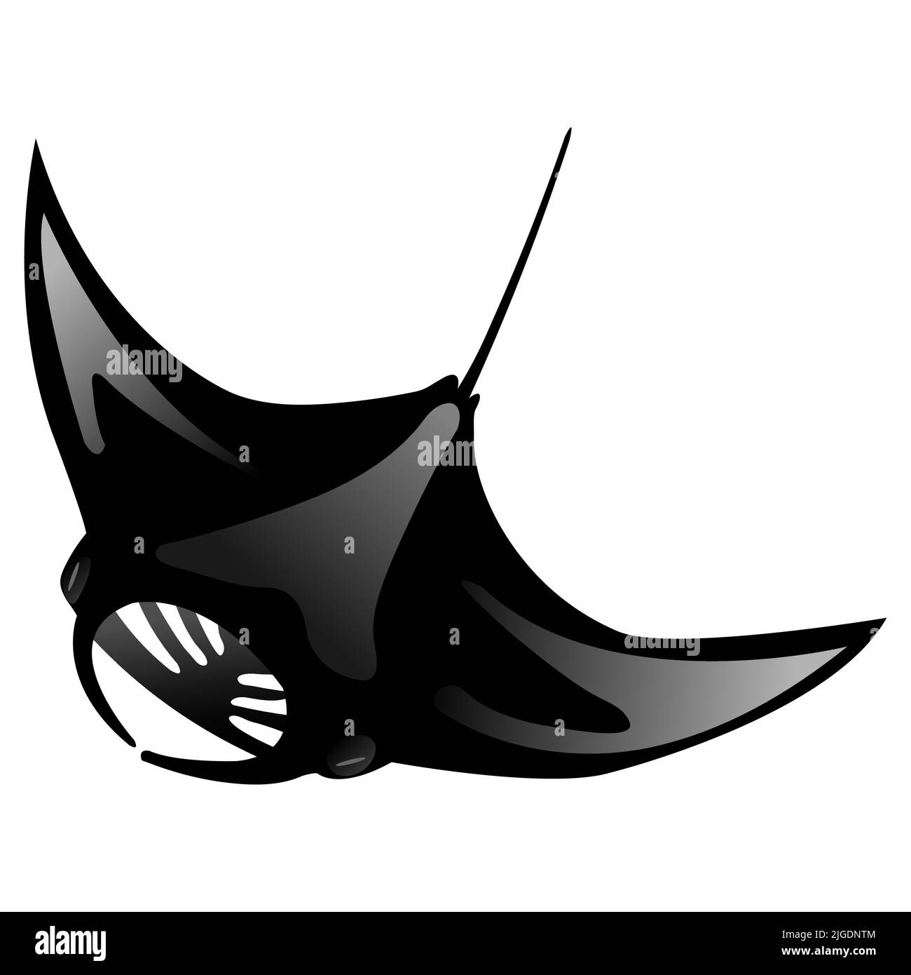 A black manta ray isolated on a white background Stock Vector Image ...