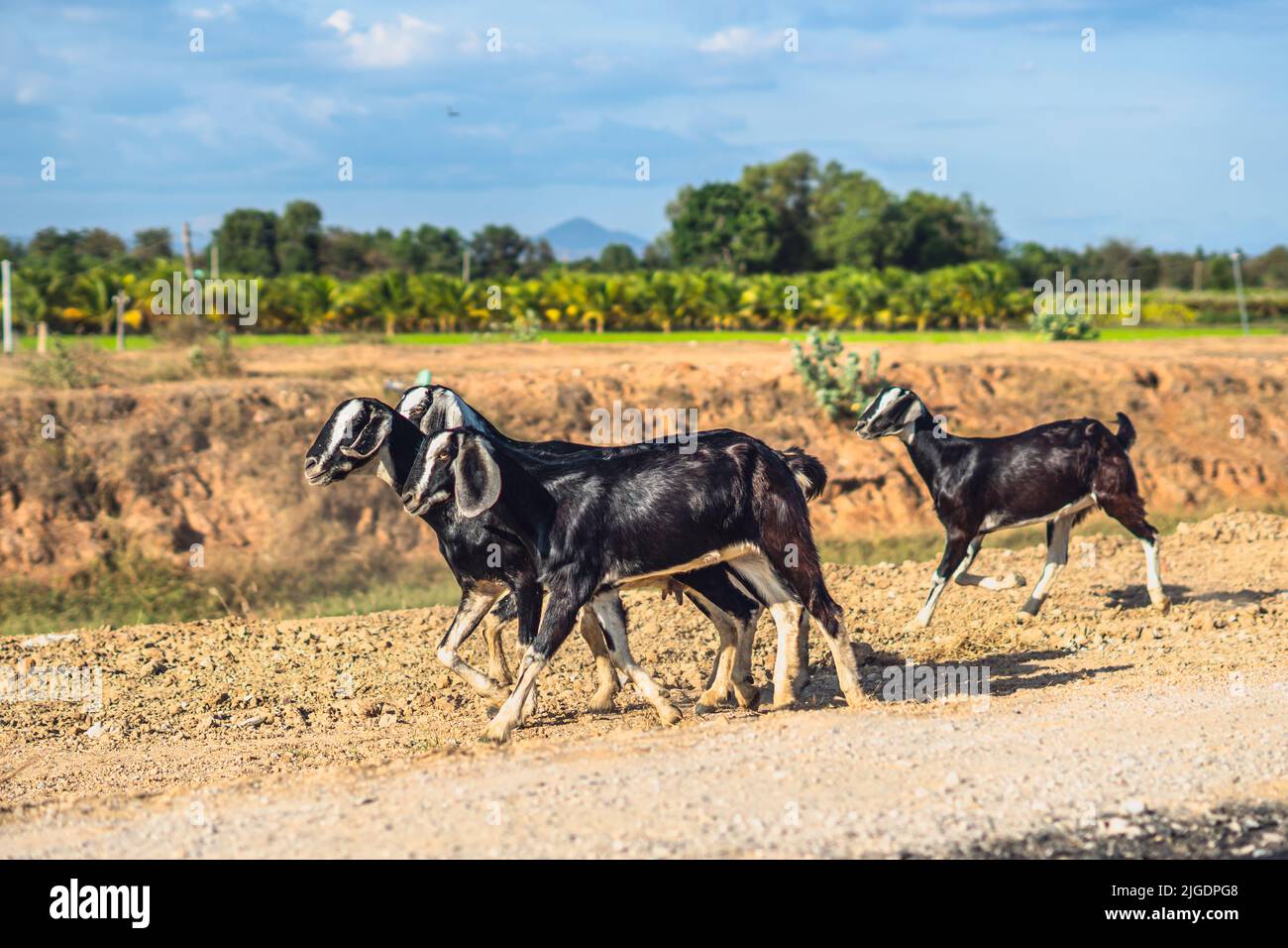 Beautiful summer landscape. Graceful black white goats glossy coats ...
