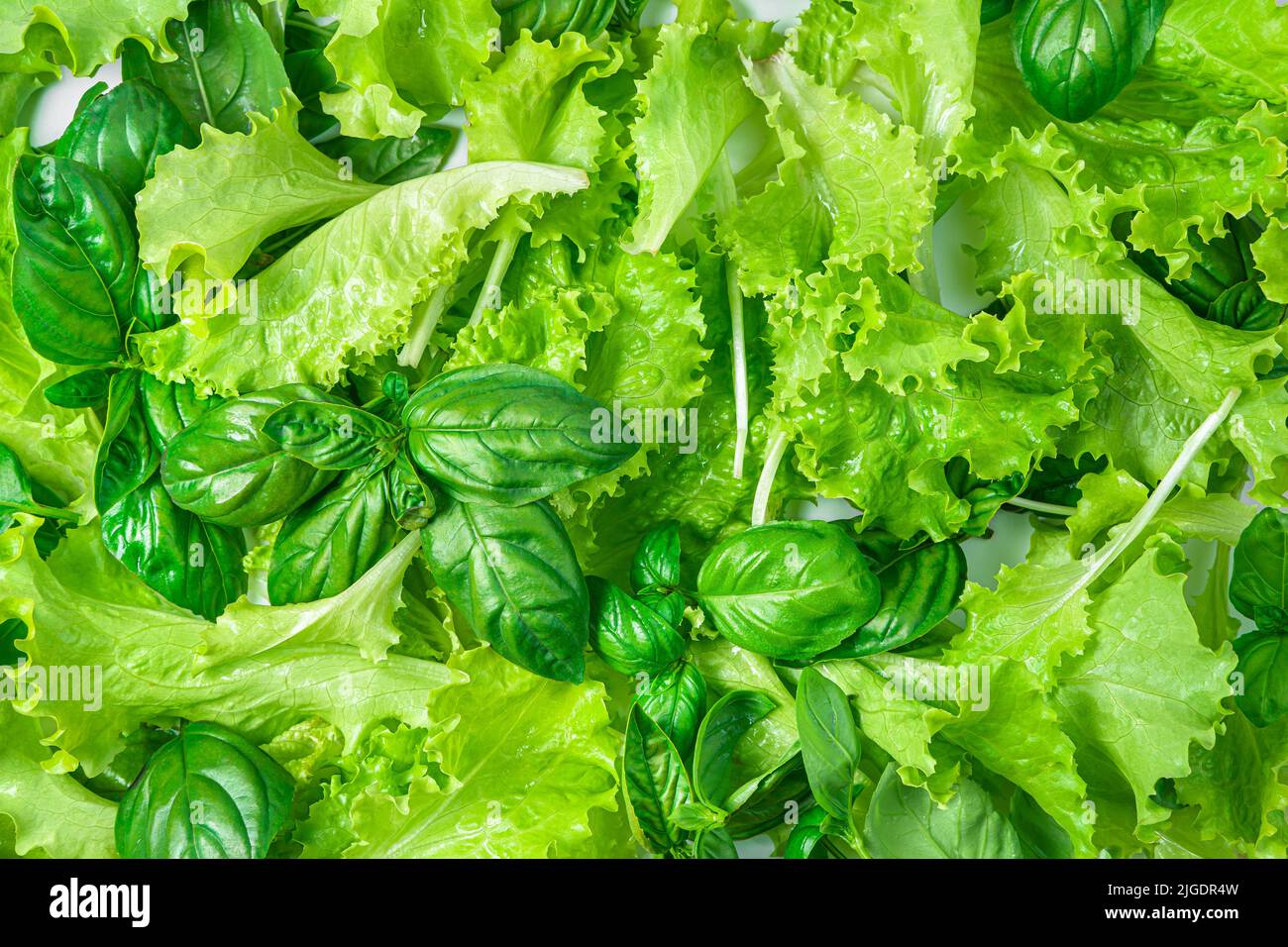 Lettuce leaves and basil close-up. culinary background Stock Photo - Alamy