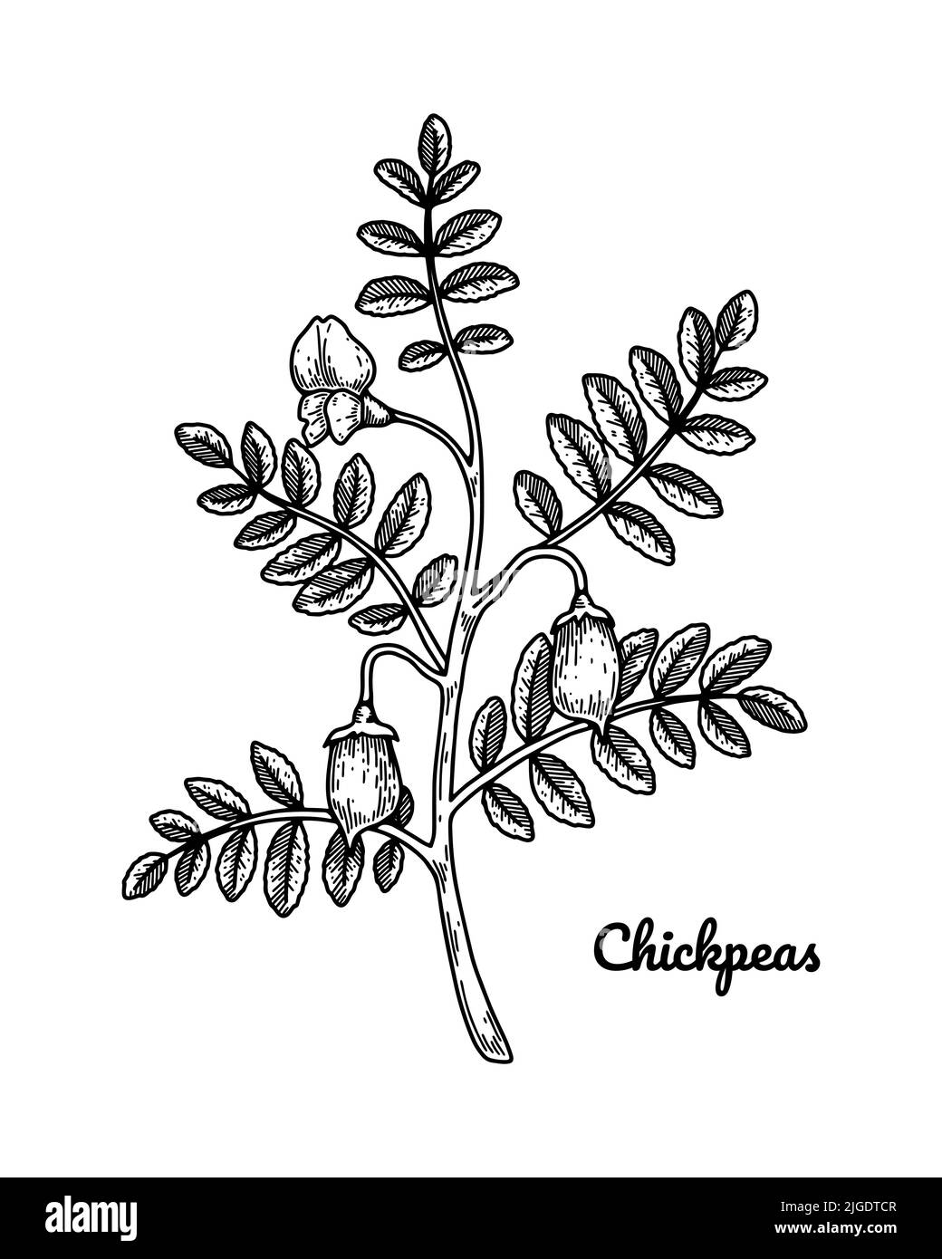Hand drawn chickpeas branch with leaves, flower and pod. Botany vector ...