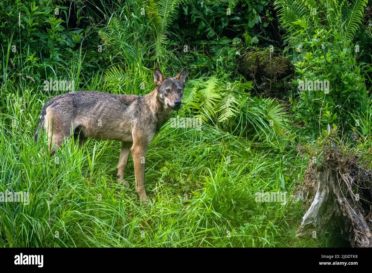 Gray Wolf (Canis lupus). Bieszczady Mountains, Carpathians, Poland ...