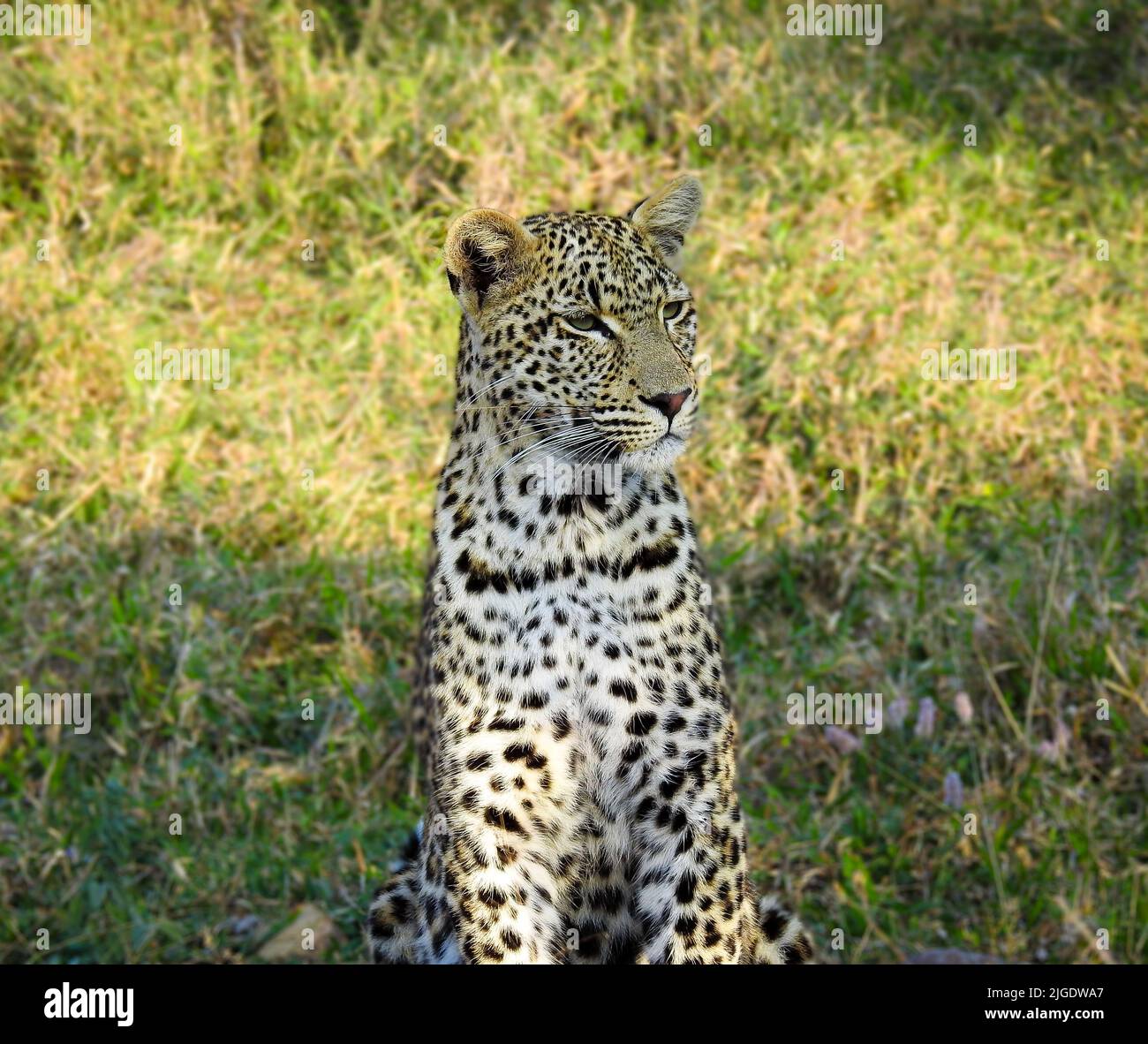 A closeup portrait of a leopard standing in green grass, looking aside ...