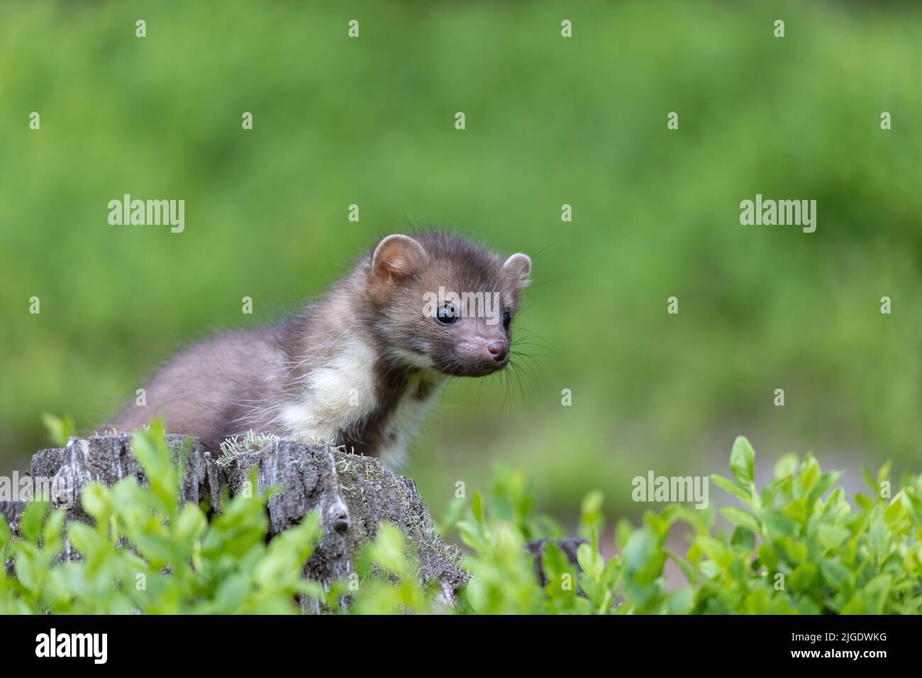 Portrait of cute young marten posing outdoors closeup. Horizontally ...