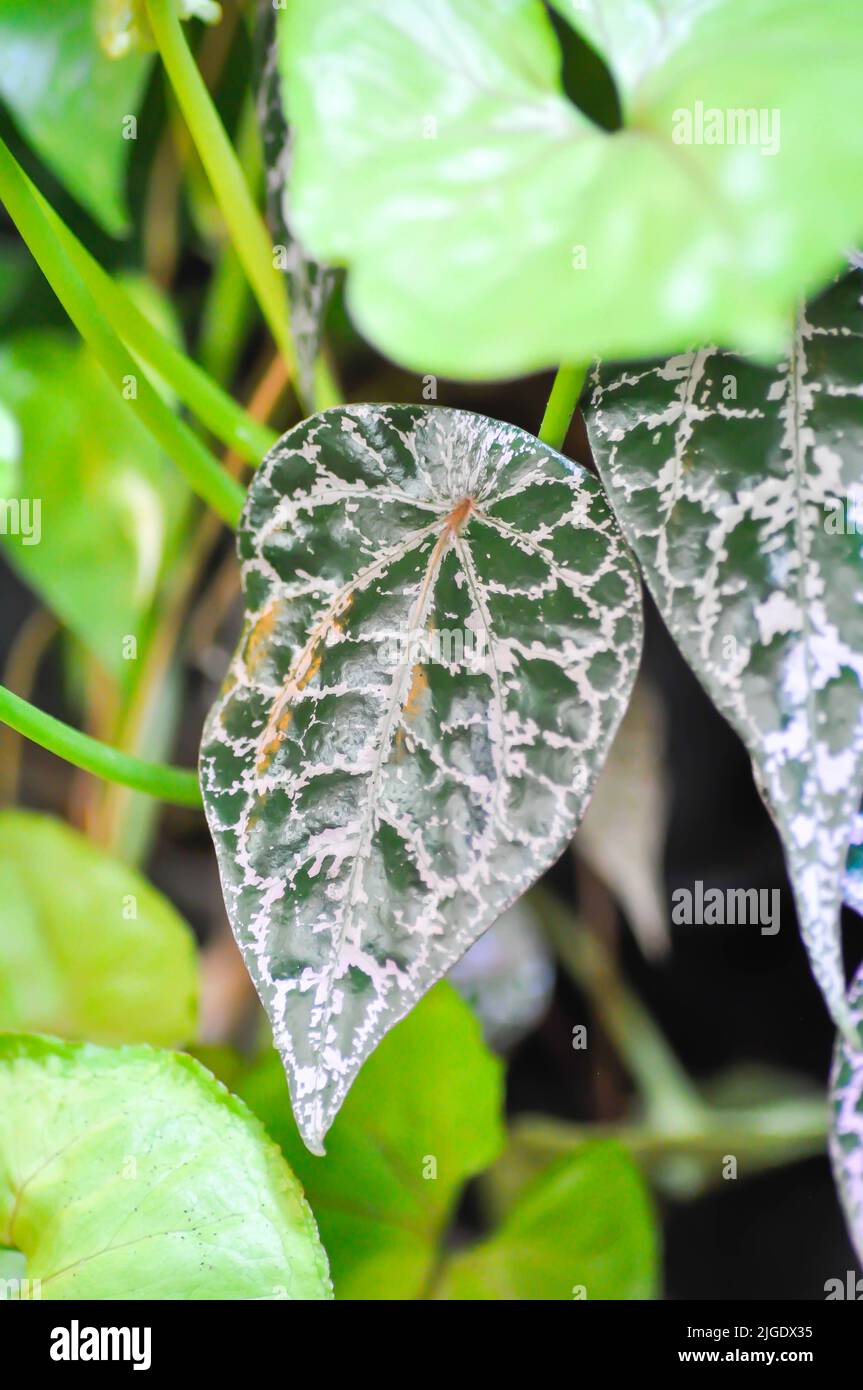 Celebes Pepper ,Piper ornatum NE Br,Piperaceae plant Stock Photo - Alamy