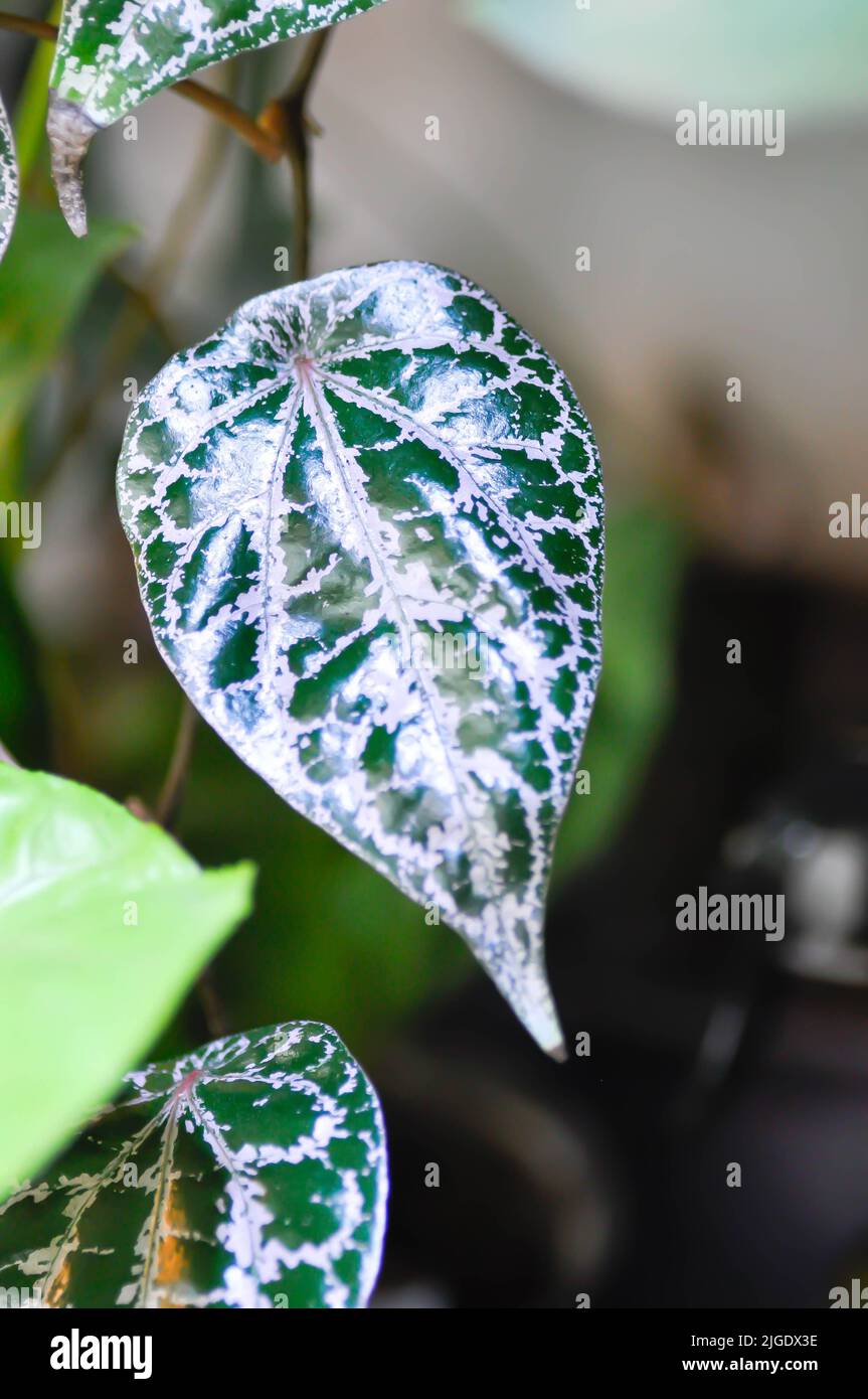 Celebes Pepper ,Piper ornatum NE Br,Piperaceae plant Stock Photo - Alamy