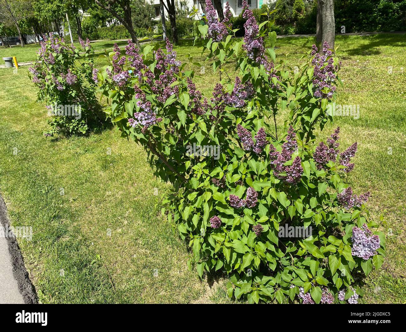 lilac at spring on leaf background Stock Photo - Alamy