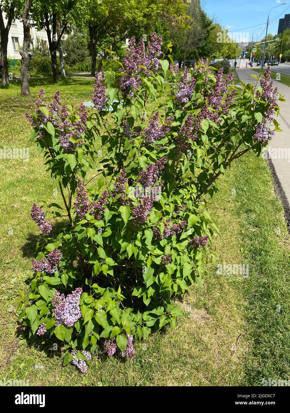 lilac at spring on leaf background Stock Photo - Alamy