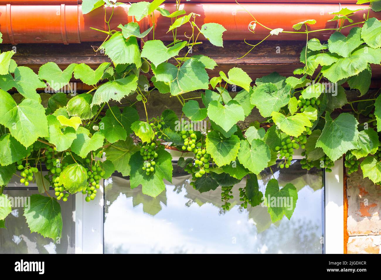 Green grapes grow and ripen on the roof of the house. Village house ...