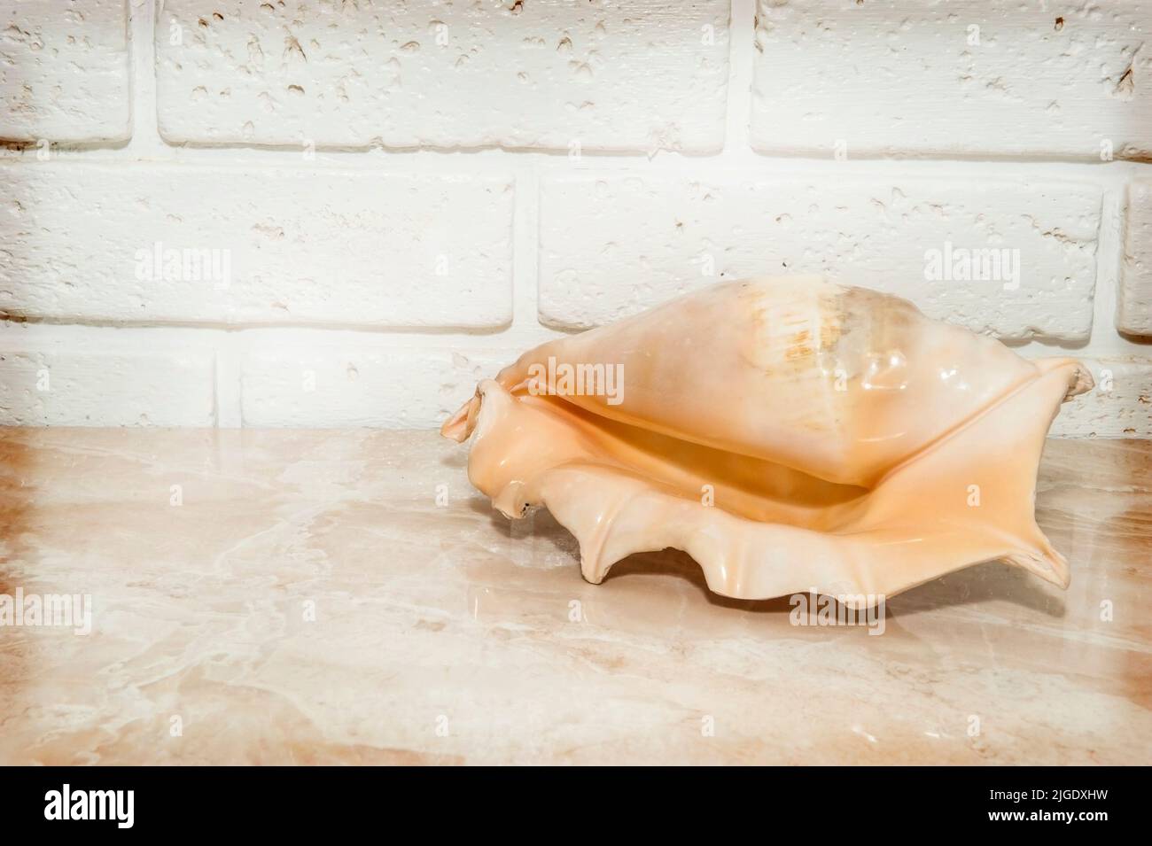 Large seashell on the background of brick wall Stock Photo - Alamy